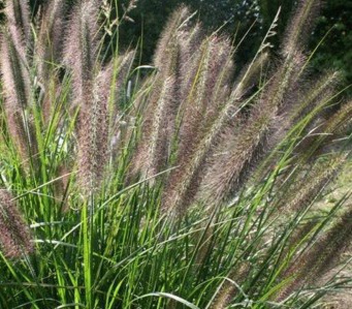 Pennisetum Alopecuroides ‘viridescens B Plant