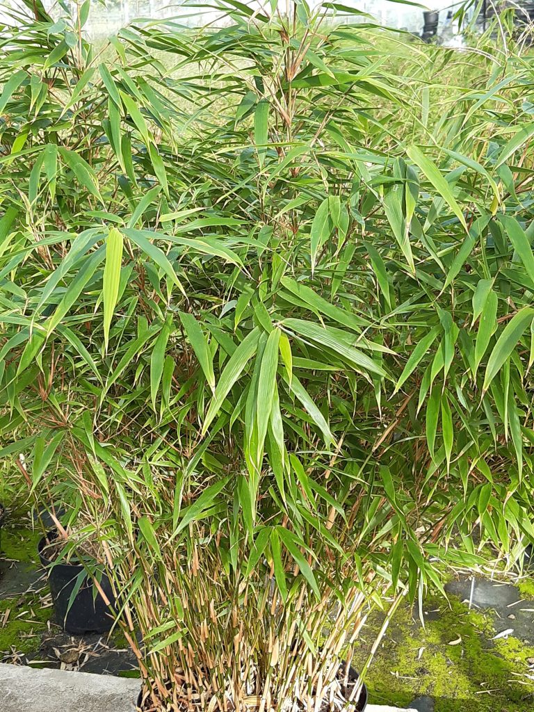 Fargesia Rufa – B-Plant