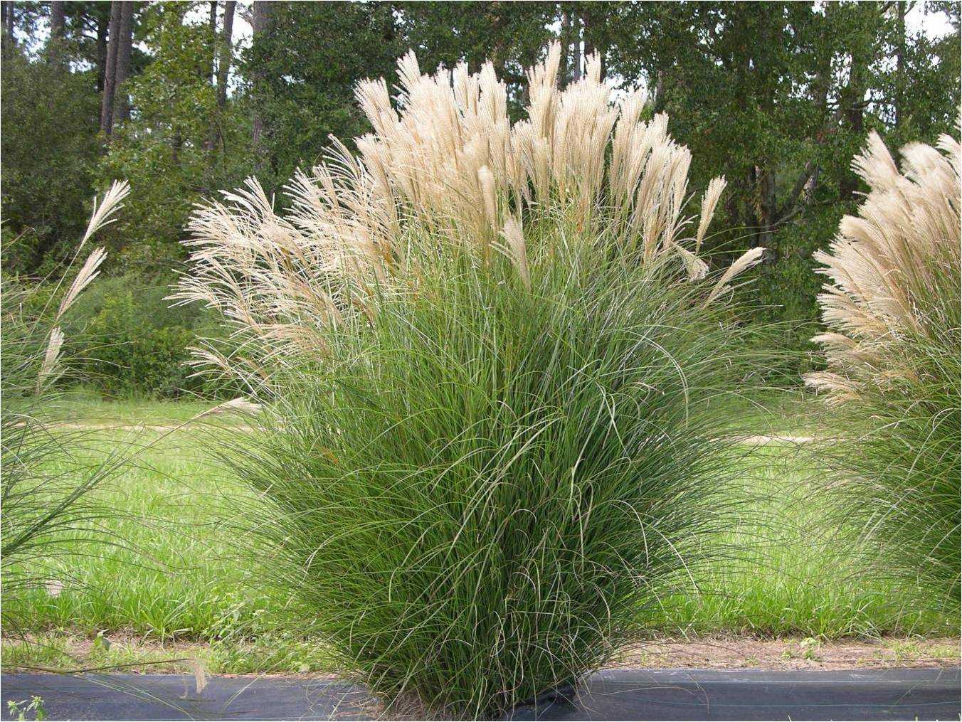Miscanthus sinensis ‘Gracillimus’ – B-Plant