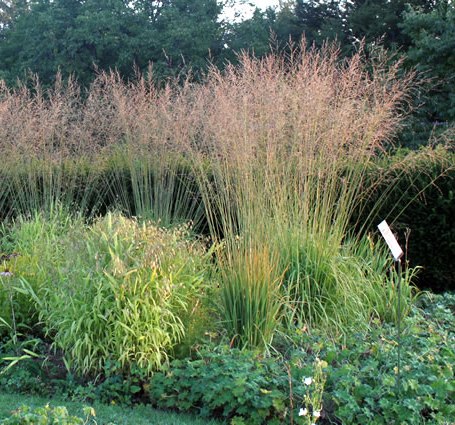 Molinia arundinacea ‘Karl Foerster’ – B-Plant