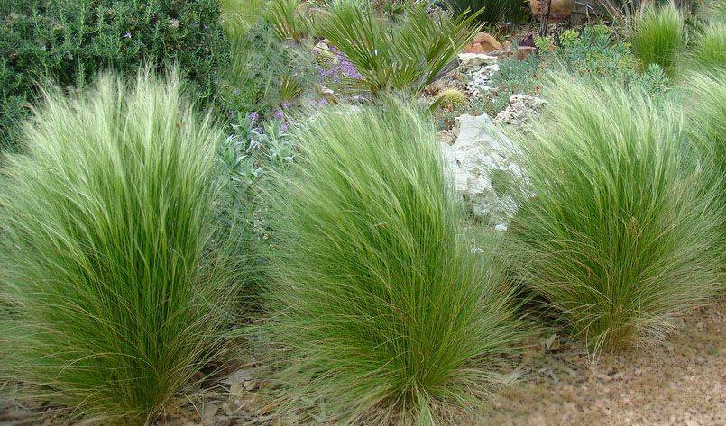 Stipa Tenuissima ‘Ponytails’ – B-Plant